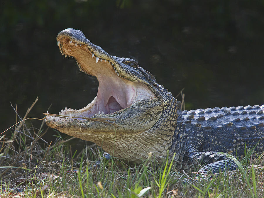 Hungry SAlligator Photograph by Liz Noffsinger - Fine Art America