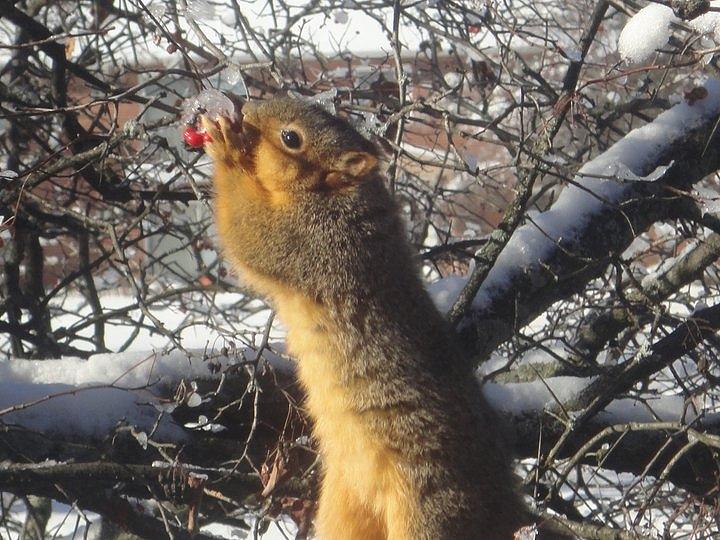 Hungry Squirrel Photograph by Guy Ricketts - Pixels