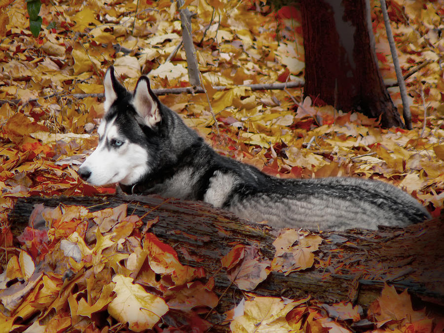 Husky in Autumn Photograph by Artistic Photos - Fine Art America