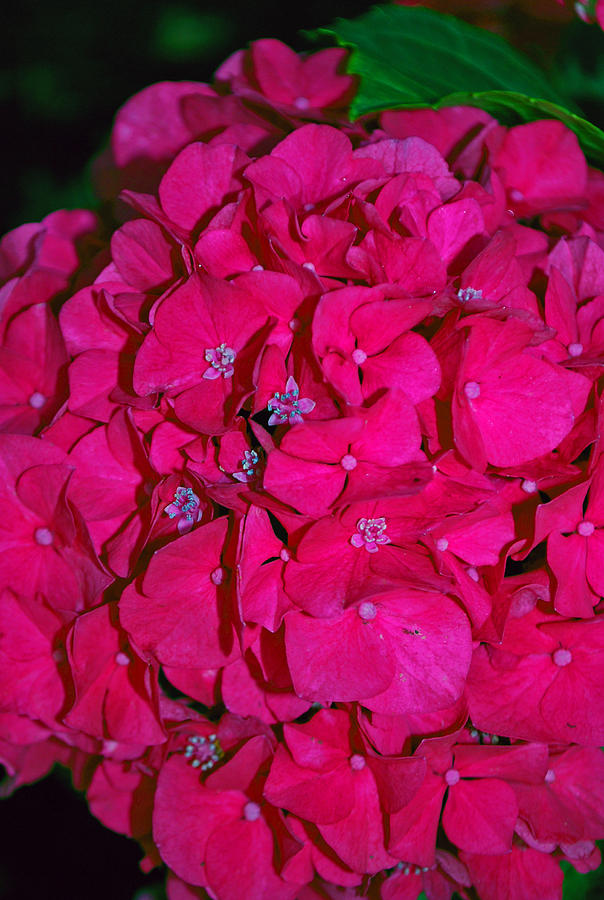 Hydrangea Cluster Photograph by Michelle Cruz - Pixels