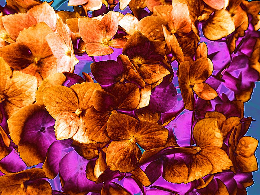 Hydrangea in Abstract Photograph by Beth Akerman - Fine Art America