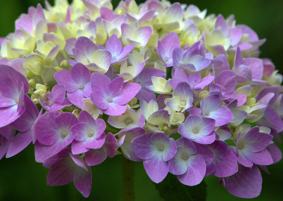 Hydrangea Photograph by Lisa Tate | Pixels