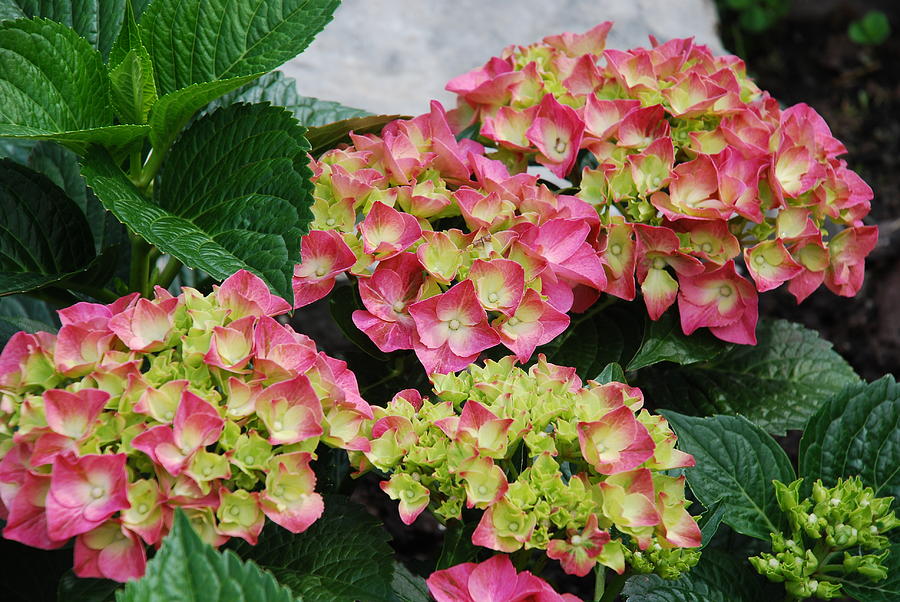 Hydrangeas Photograph by Lisa DiFruscio | Pixels