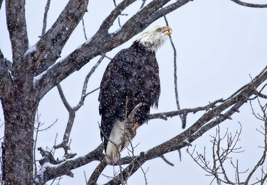 Ice Cold Photograph by Gary Smith | Fine Art America