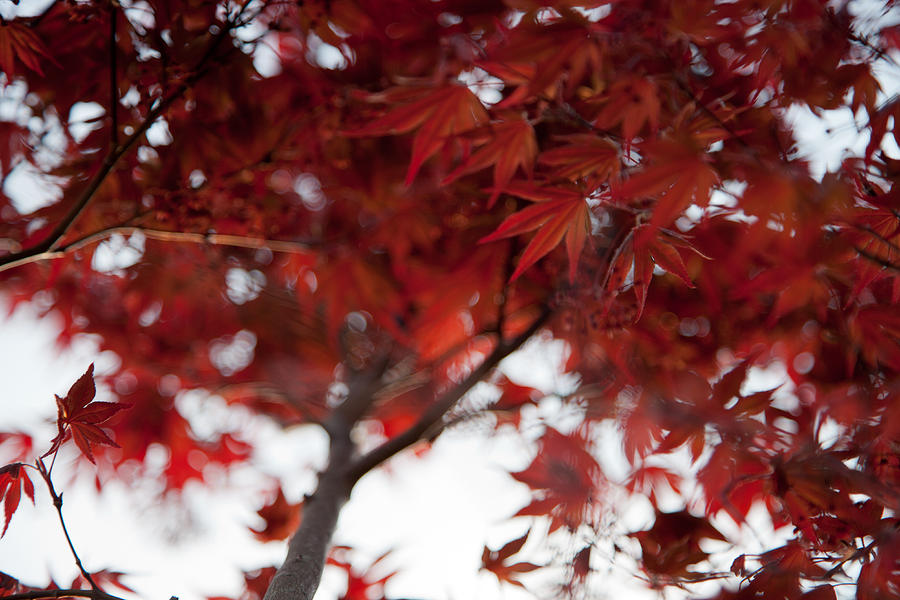 Ice Maple Photograph by Christopher McPhail - Fine Art America