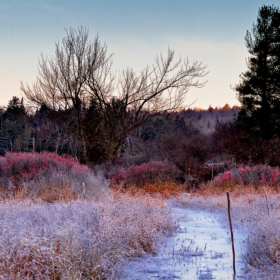 Ice Path Photograph by Ed Williams | Fine Art America