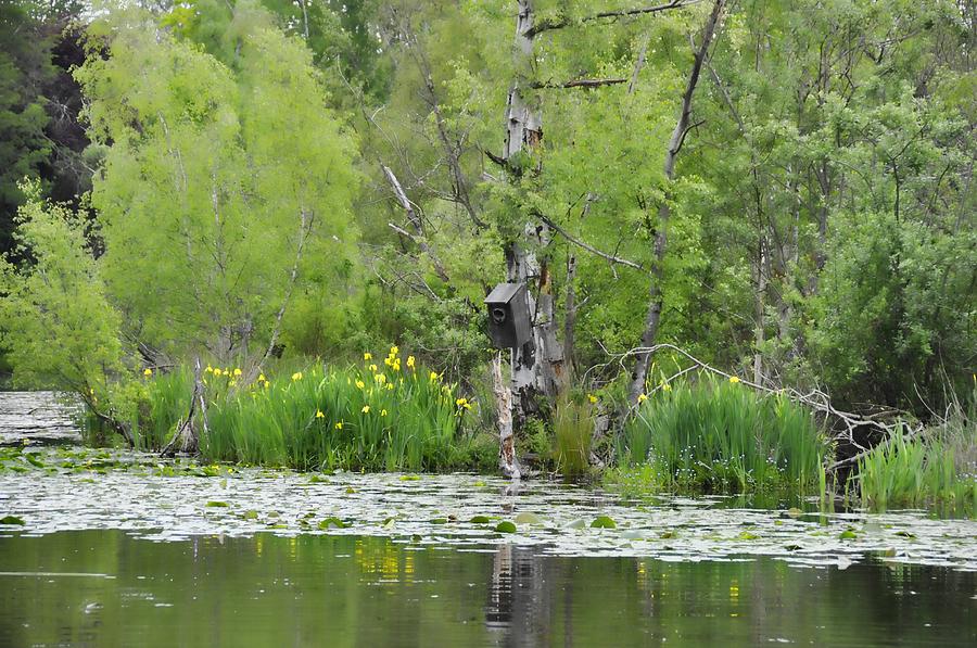 Idyllic Scene Photograph by Rich Bodane - Fine Art America