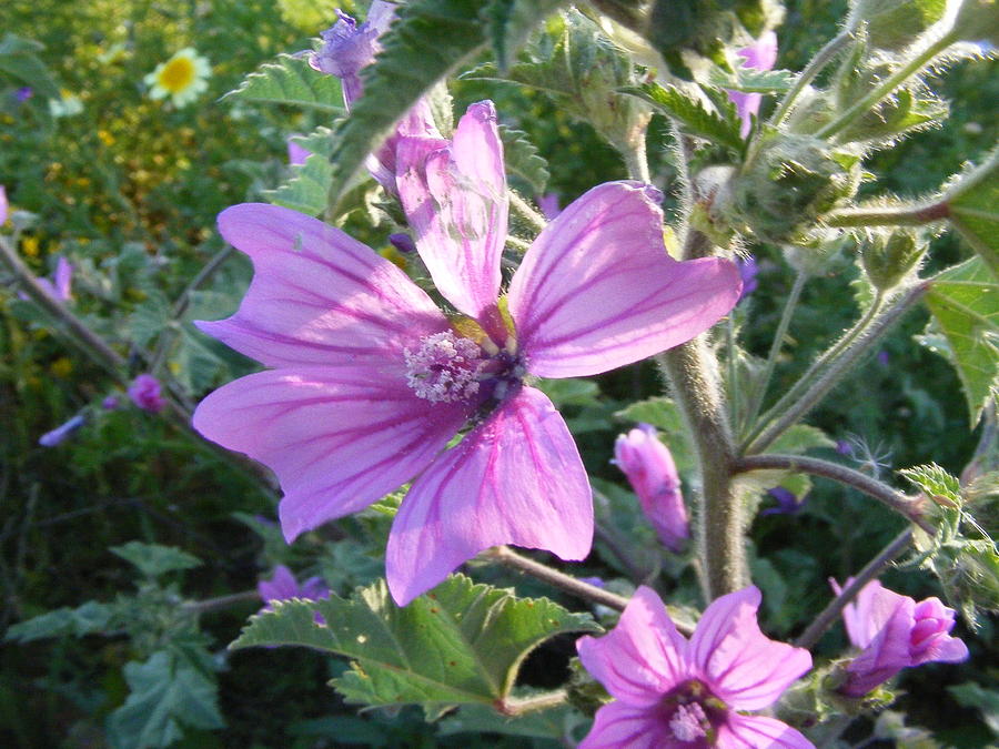 Il colore viola Photograph by Simona Schirinzi - Pixels