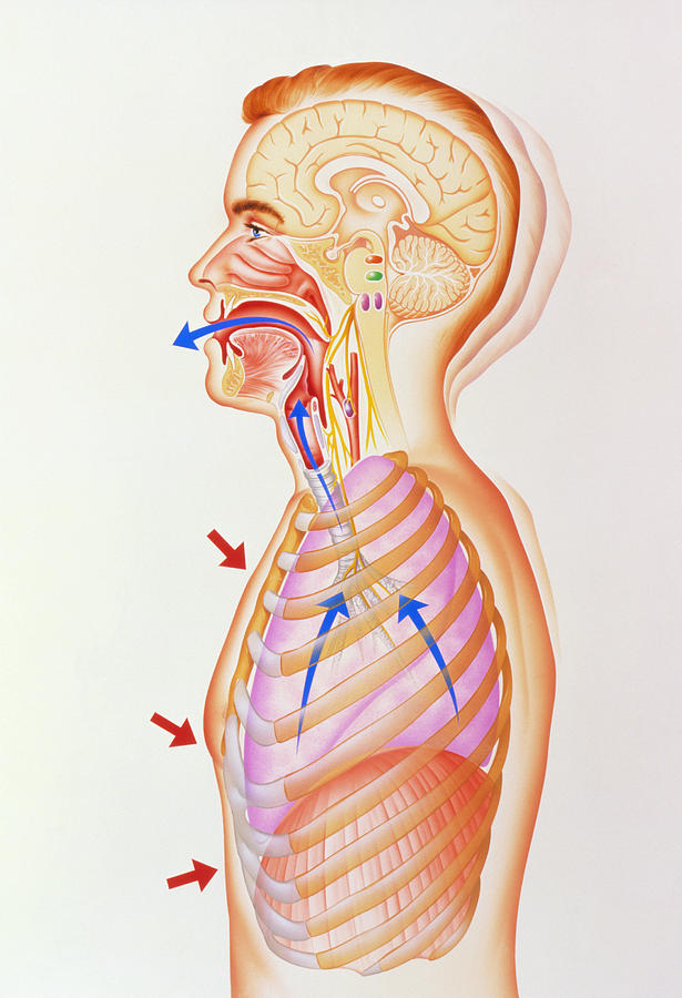 Illustration Of The Exhalation Phase Of Coughing Photograph by John Bavosi