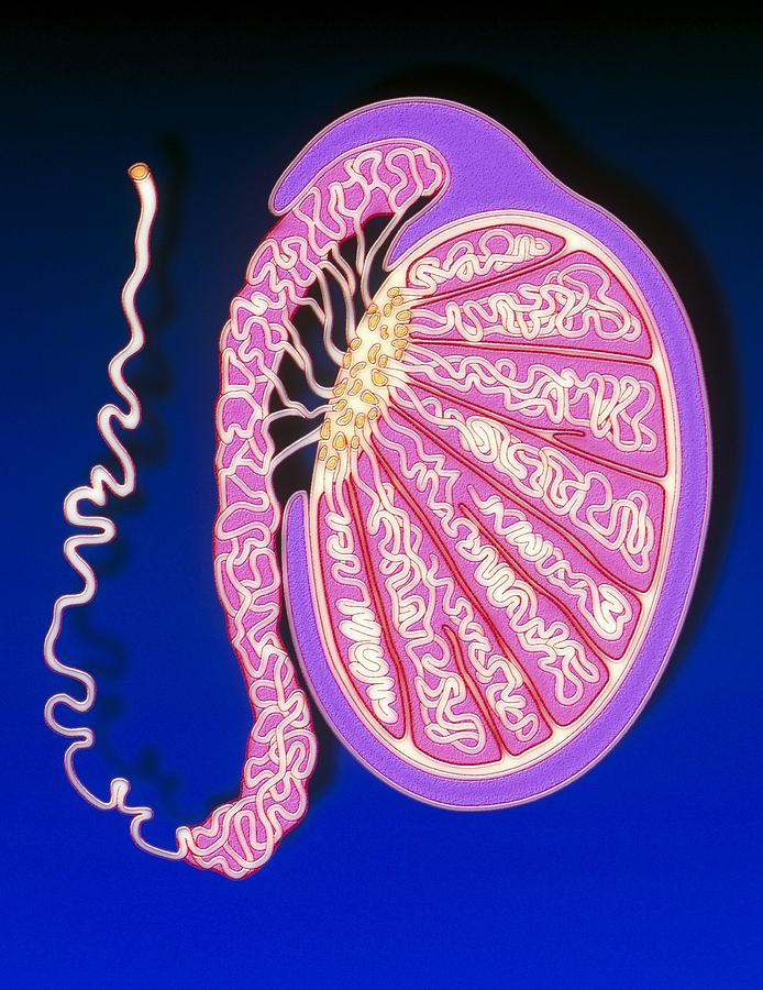 Illustration Of The Structure Of A Human Testis Photograph By Pasieka