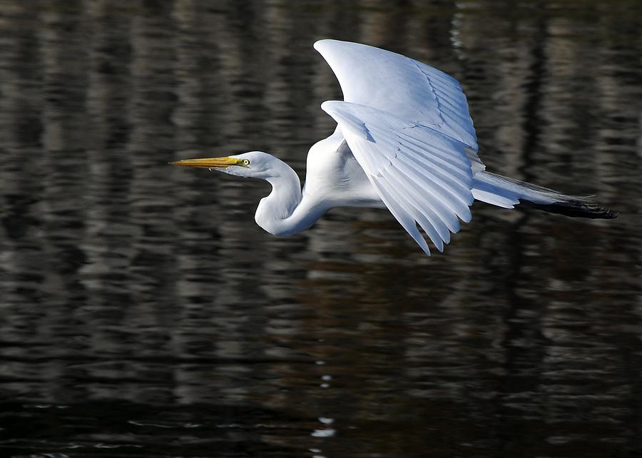 In Flight Photograph by Bruce Larson - Fine Art America