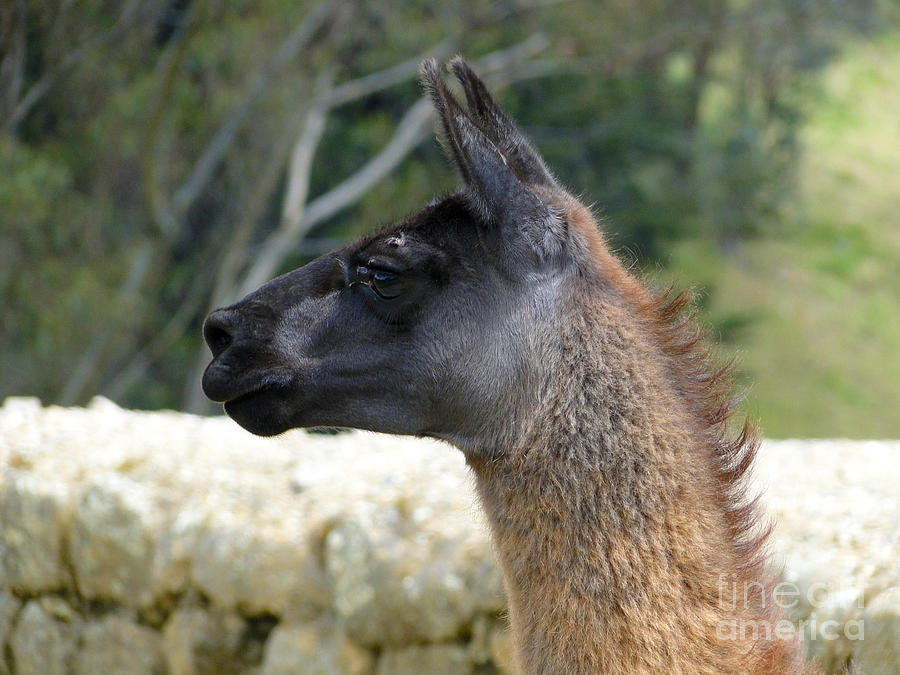 Ingapirca Llama Profile Photograph by Al Bourassa - Pixels