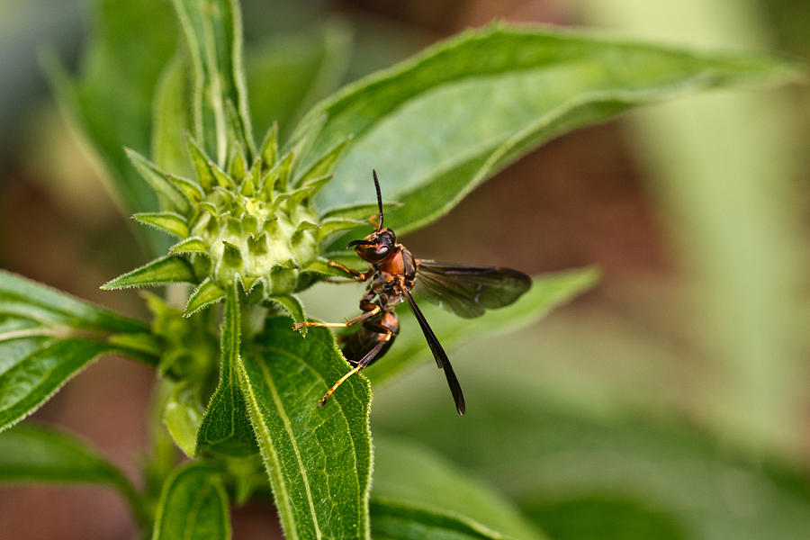 Inquisitive Vespid 1 Photograph by Douglas Barnett - Fine Art America