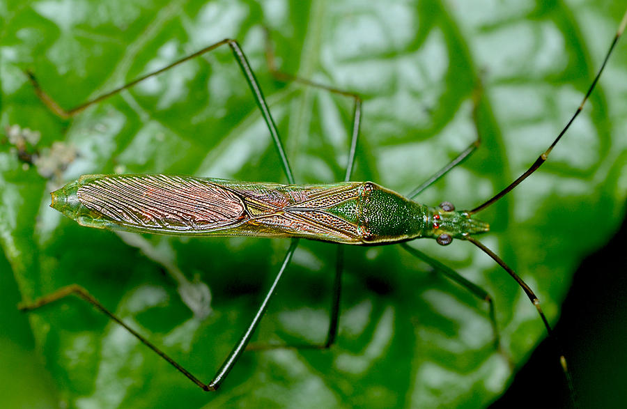 Insect Photograph by Ekojanu Sp - Fine Art America