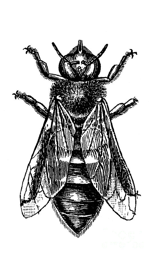 Drone Bee Drawing With Label
