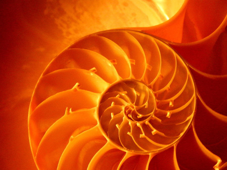Inside a Shell Photograph by April Patterson - Fine Art America