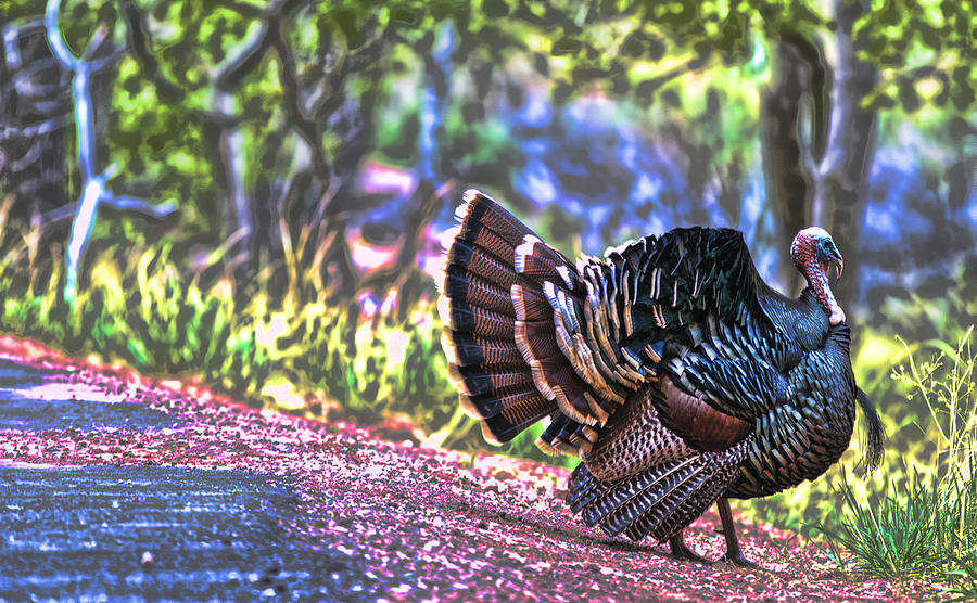 Intense Tom Turkey Display Photograph by Gregory Scott - Pixels