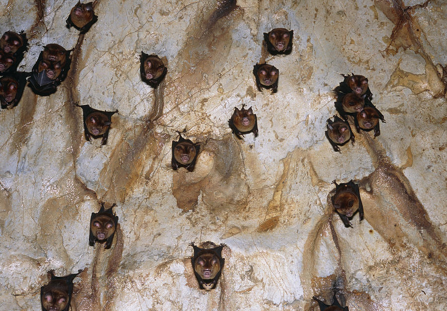 Intermediate Roundleaf Bats Photograph by Dr George Beccaloni - Fine ...