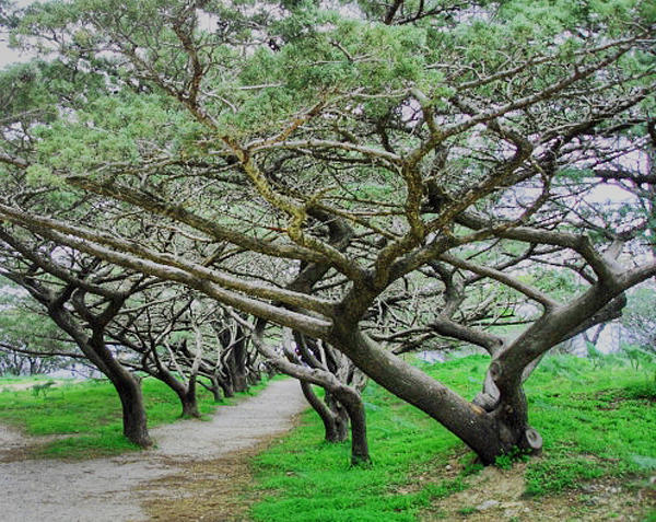 Intertwined Photograph by Danielle Del Prado - Pixels