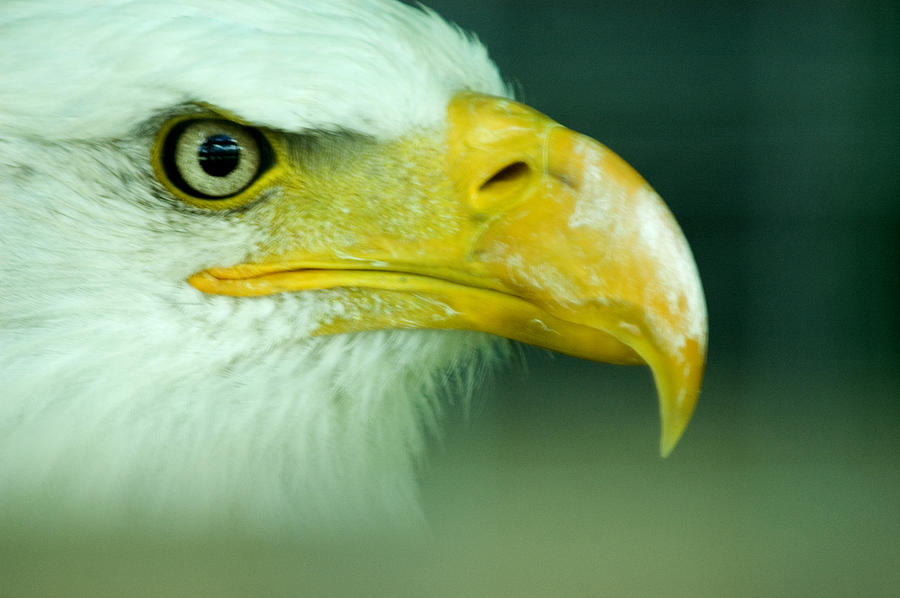 Intimidation Photograph by Bryan Shane - Fine Art America