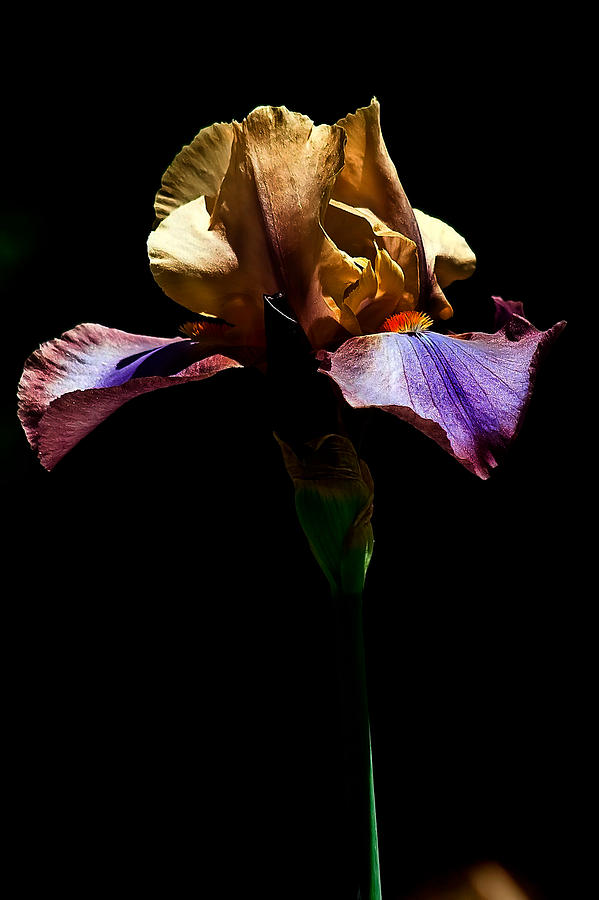Iris Dark Storm Photograph by Beth Phifer - Pixels