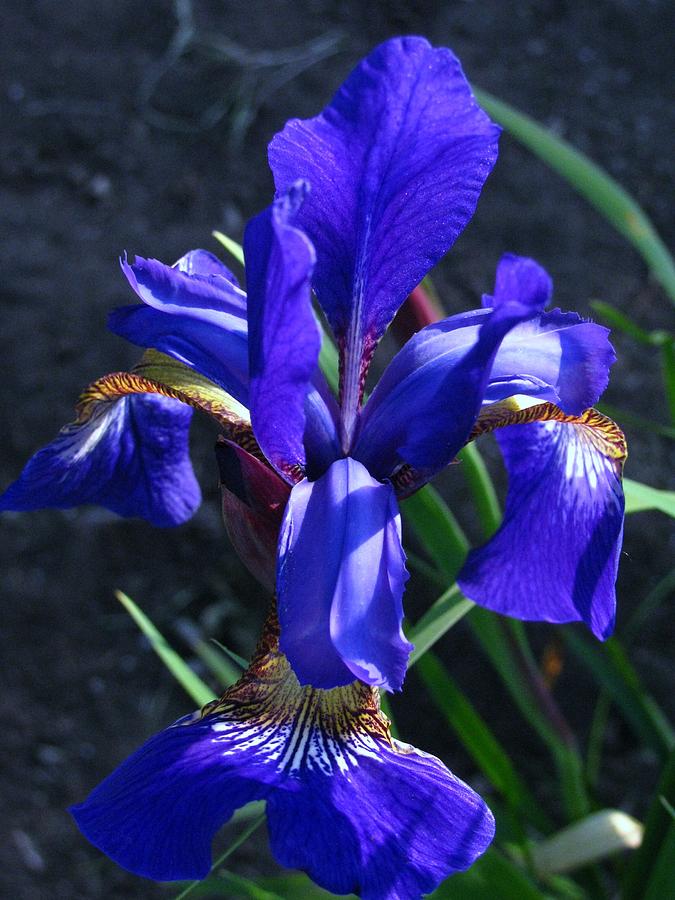 Iris Photograph by Mike Stouffer - Fine Art America