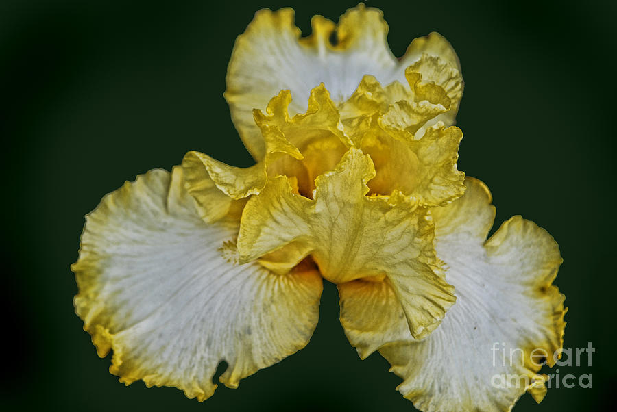 Iris Photograph by Norma Warden - Pixels