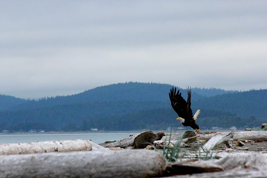 Ivar the Eagle Photograph by Adam Christopherson - Pixels