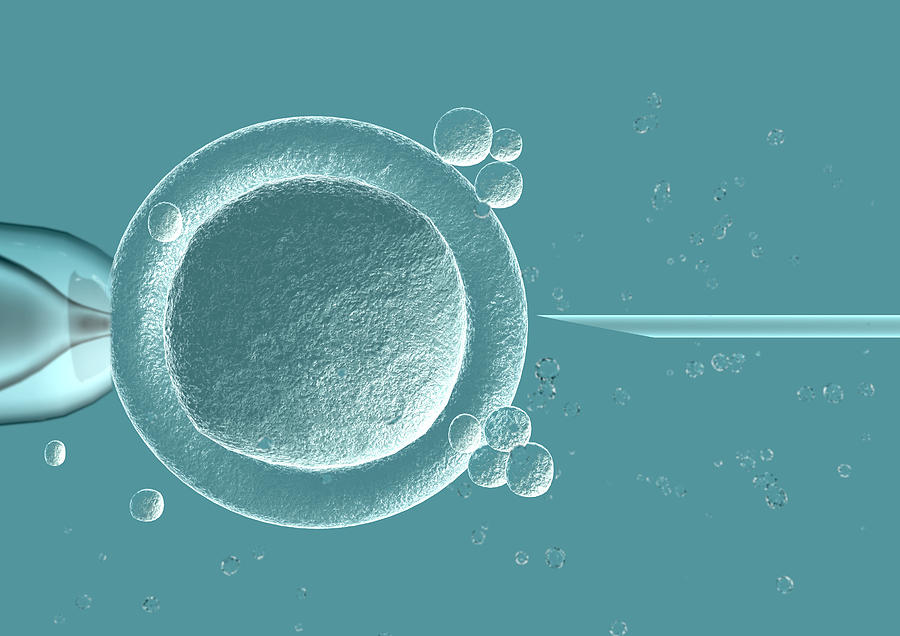 Ivf, Computer Artwork Photograph by Robert Brocksmith - Fine Art America