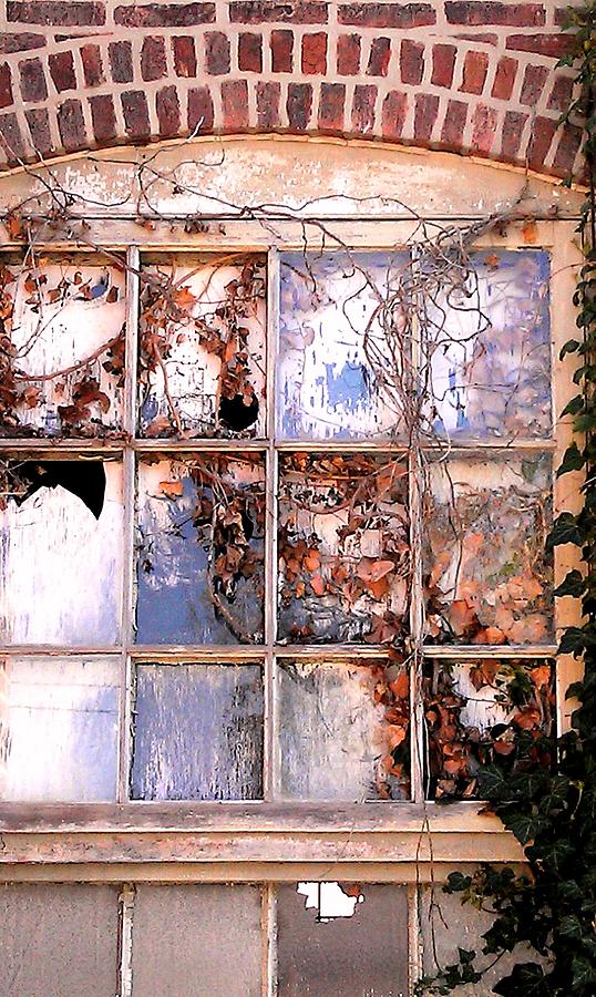 Ivy Window Photograph by Jaye Crist - Fine Art America