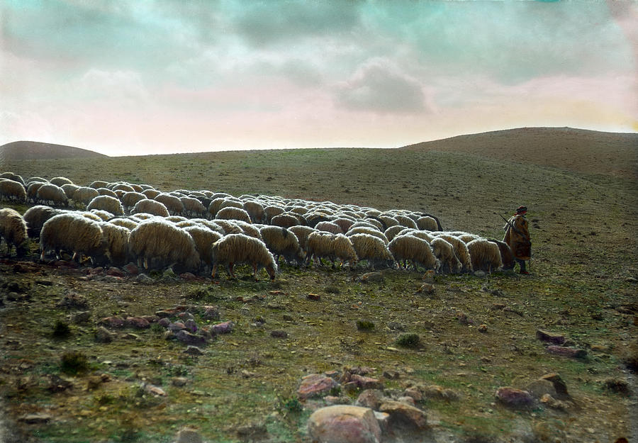 Jerusalem, Shepherd Going Photograph by Everett - Fine Art America