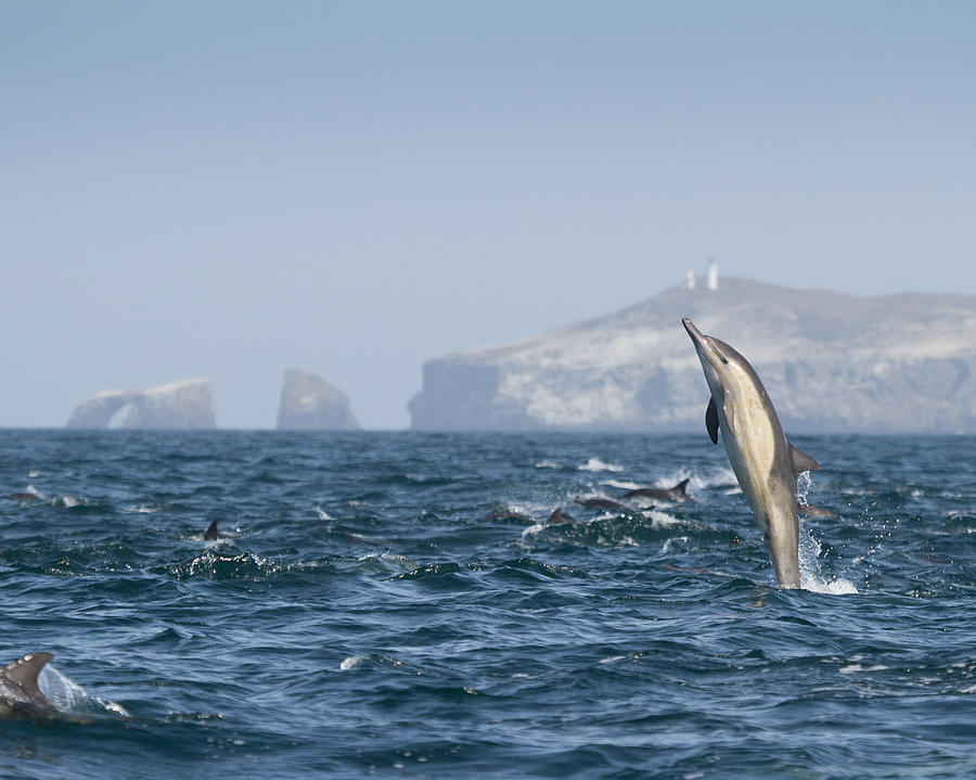 Jumping Dolphin Anacapa Pyrography by Will Edwards - Fine Art America