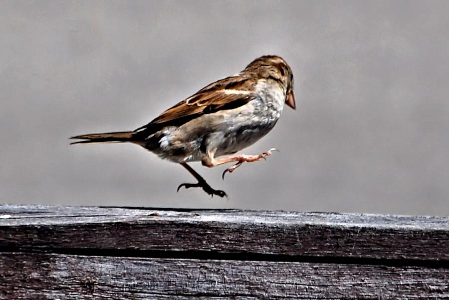Jumping Sparrow Digital Art by Don Mann - Fine Art America