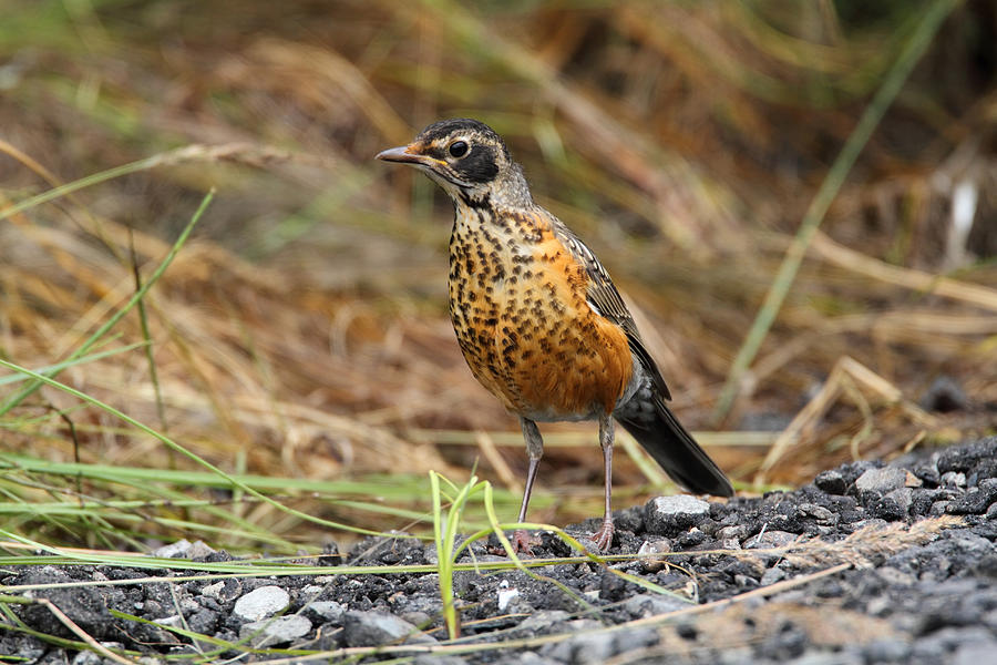 Juvenile American Robin Photograph by Doug Lloyd - Fine Art America