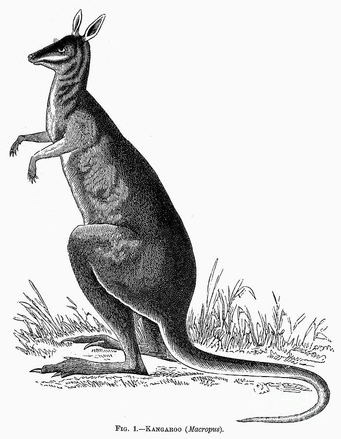 Kangaroo Photograph by Granger - Pixels