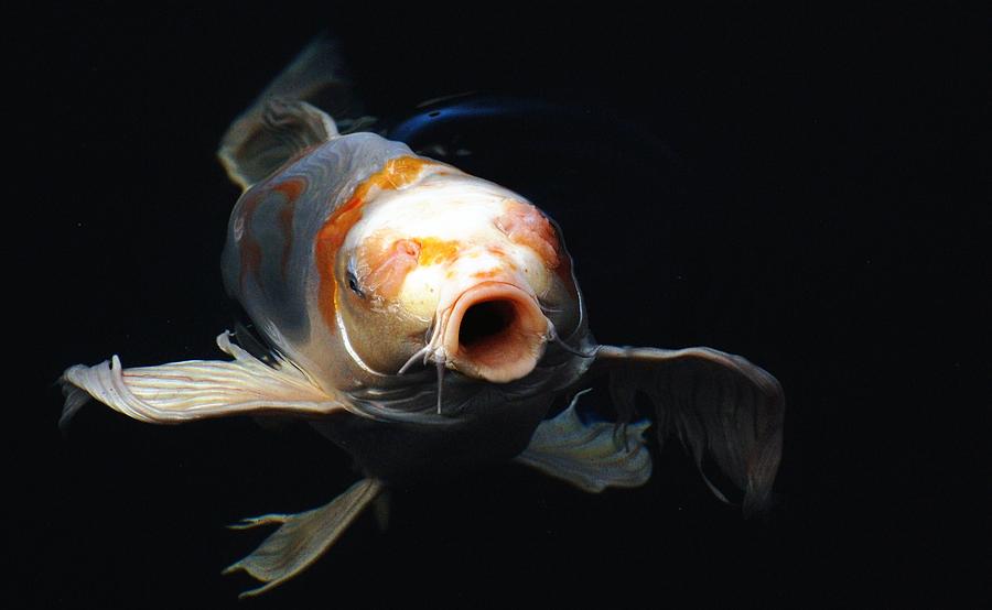 Koi Making Faces Photograph by Don Mann - Fine Art America
