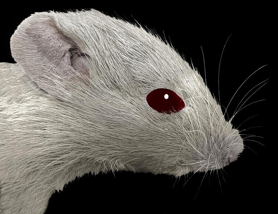 Lab Mouse, Sem Photograph by Steve Gschmeissner