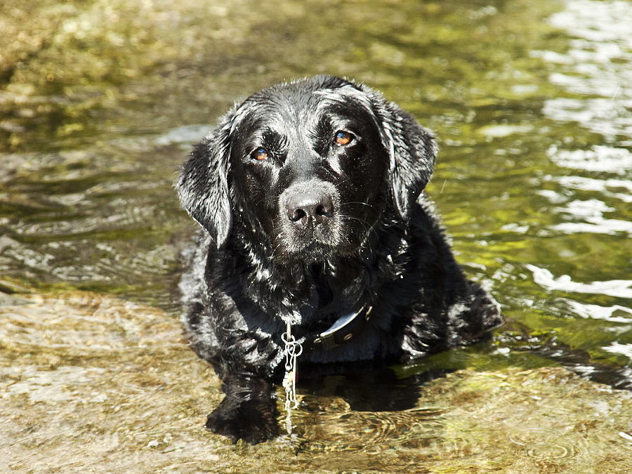 Labrador Fun Photograph by Alistair Wells - Fine Art America