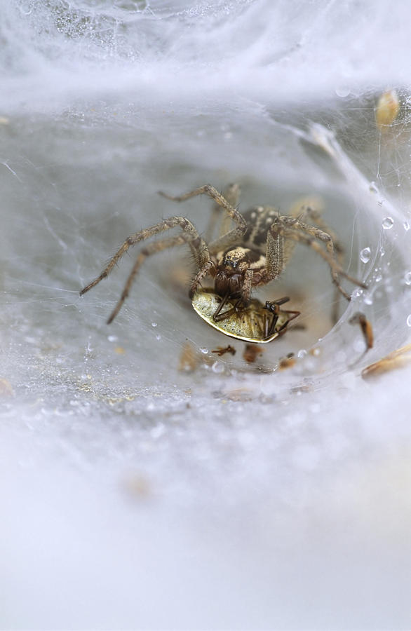 Labyrinth Spider Photograph by Adrian Bicker - Fine Art America