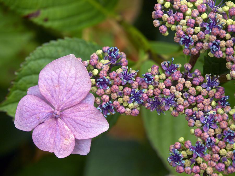 Lacecap Hydrangea Photograph by Adrian Bicker - Fine Art America