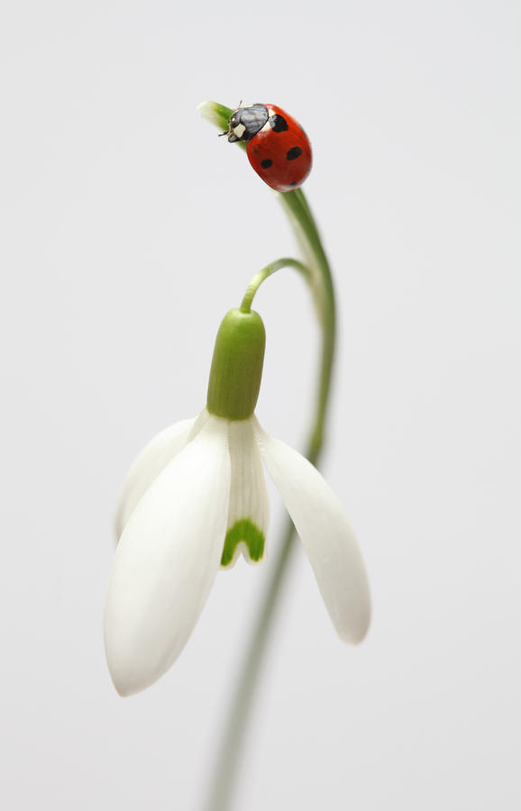 Lady Drop Photograph by Brian Haslam - Fine Art America