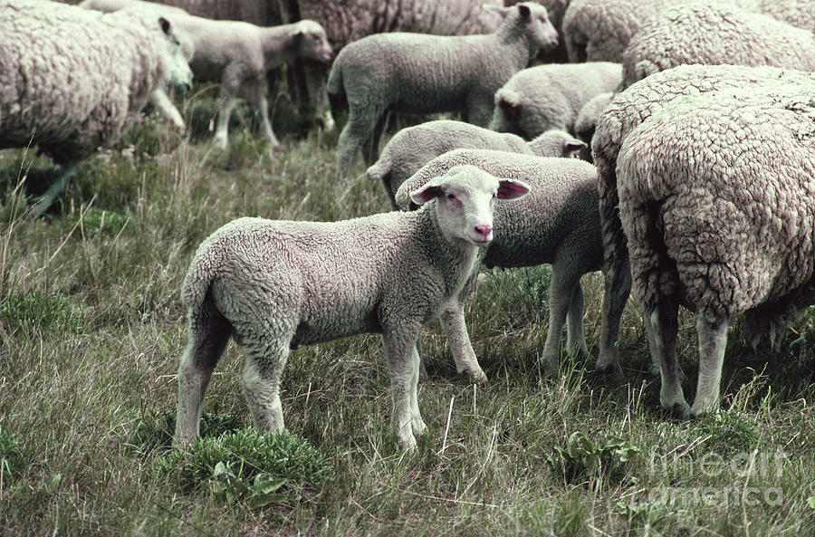 Lamb And Sheep Photograph by Science Source - Fine Art America