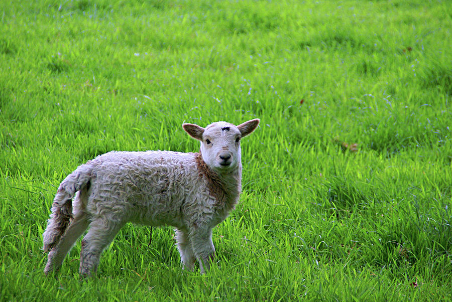 Lamb in field Photograph by Lee Rees - Fine Art America