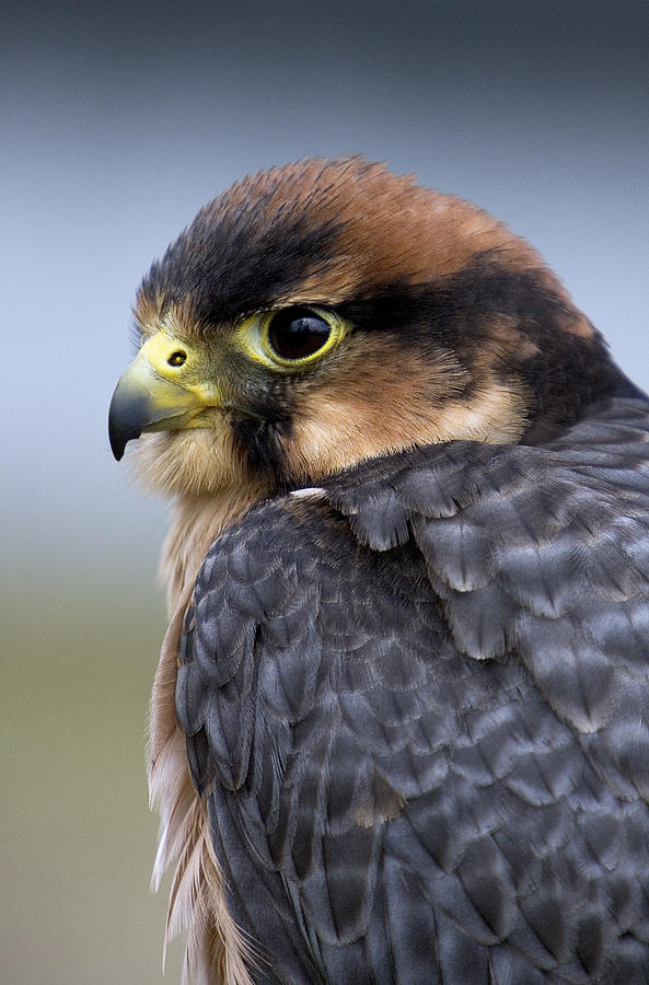 Lanner Falcon Photograph by Linda Wright | Fine Art America