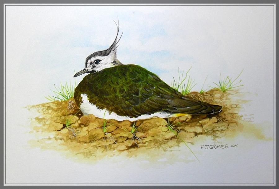 Lapwing Painting by Frederick Grimes - Fine Art America