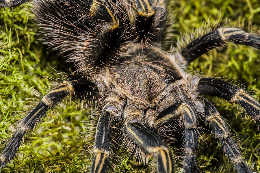 Large Tarantula Photograph by Mike Raabe | Pixels