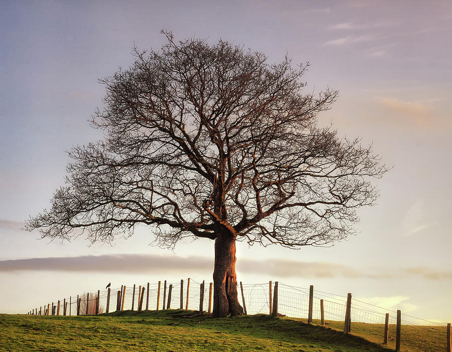 Large Tree by Jon Baxter