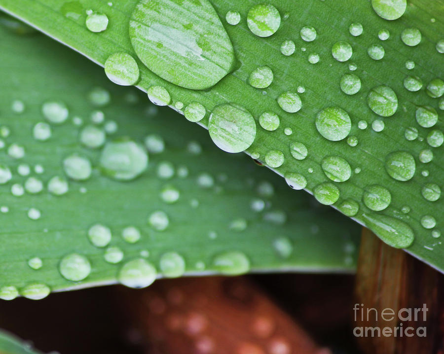 Layers of Dew Photograph by The Fearless Photographer - Fine Art America