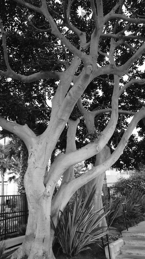 Lazy Tree Photograph by C R Sodora - Fine Art America