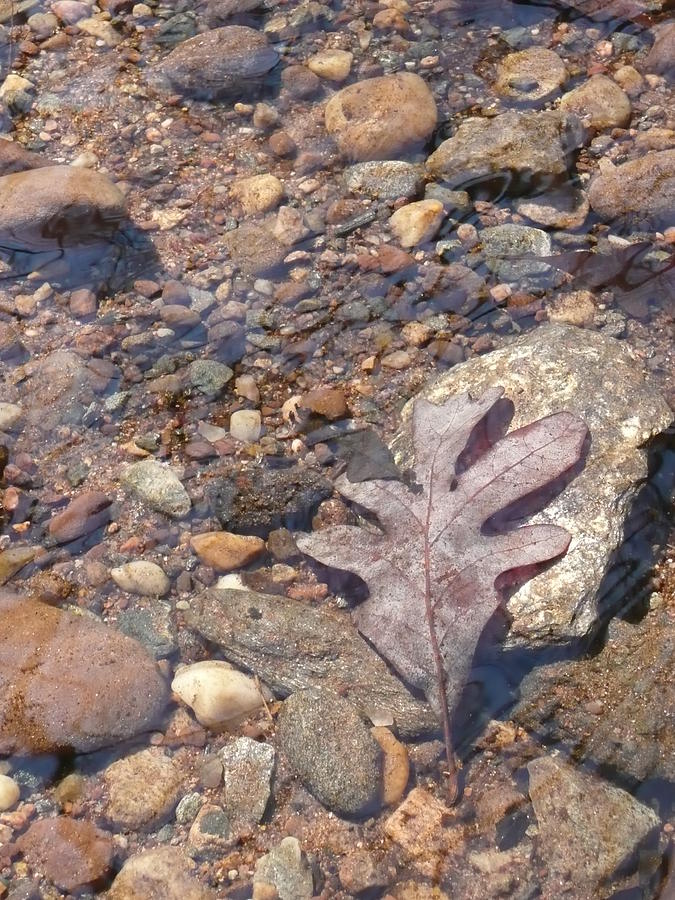 Leaf And Pebbles In Stream Photograph by Angela Hansen - Fine Art America